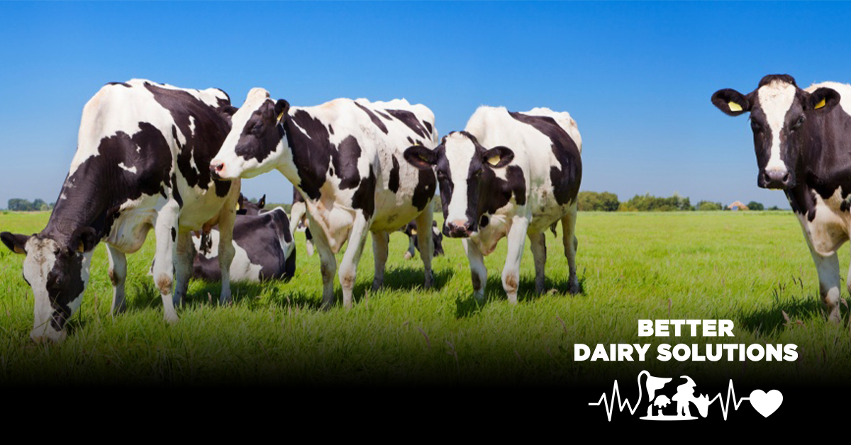 Dairy Farmers: Effluent Irrigators for NZ | Better Dairy Solutions